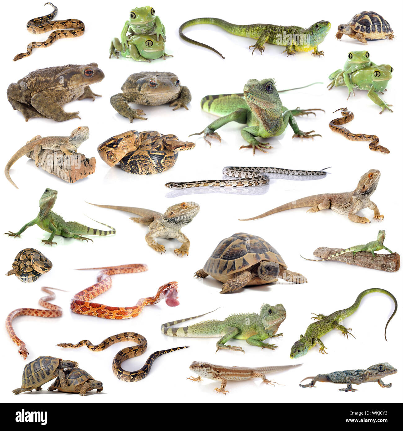 reptile and amphibian in front of white background Stock Photo - Alamy