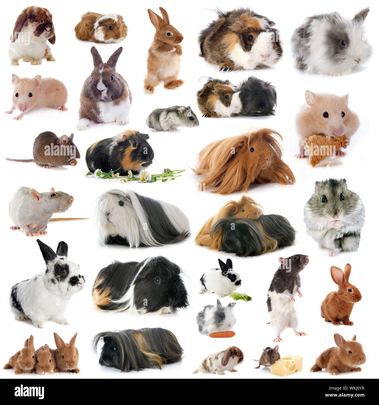 group of rodents in front of white background Stock Photo - Alamy