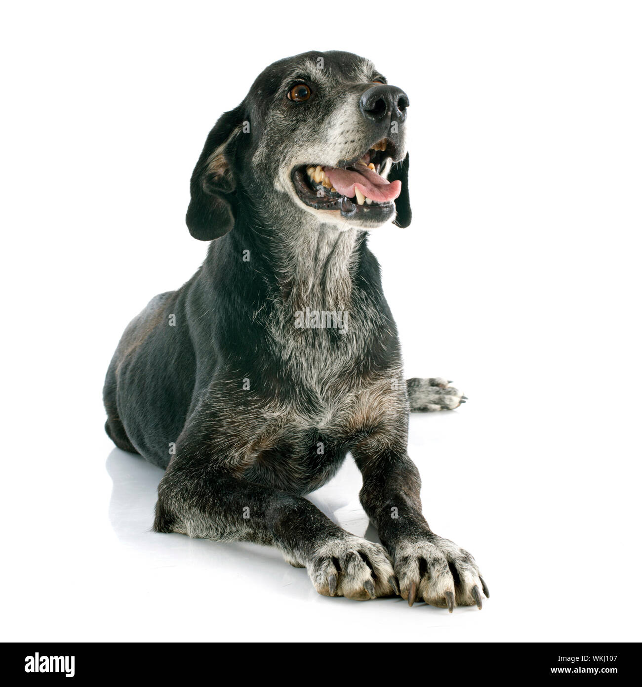 old labrador retriever in front of white background Stock Photo - Alamy