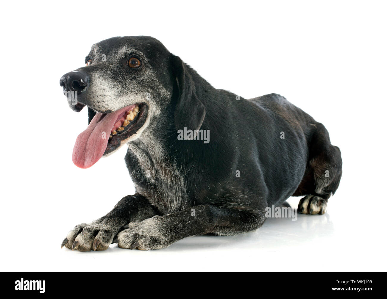 old labrador retriever in front of white background Stock Photo - Alamy