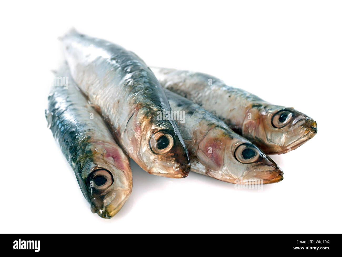 fresh sardine in front of white background Stock Photo - Alamy