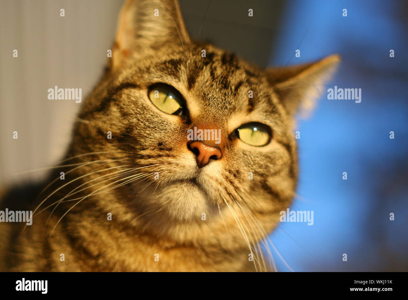 Cat in thought Stock Photo - Alamy