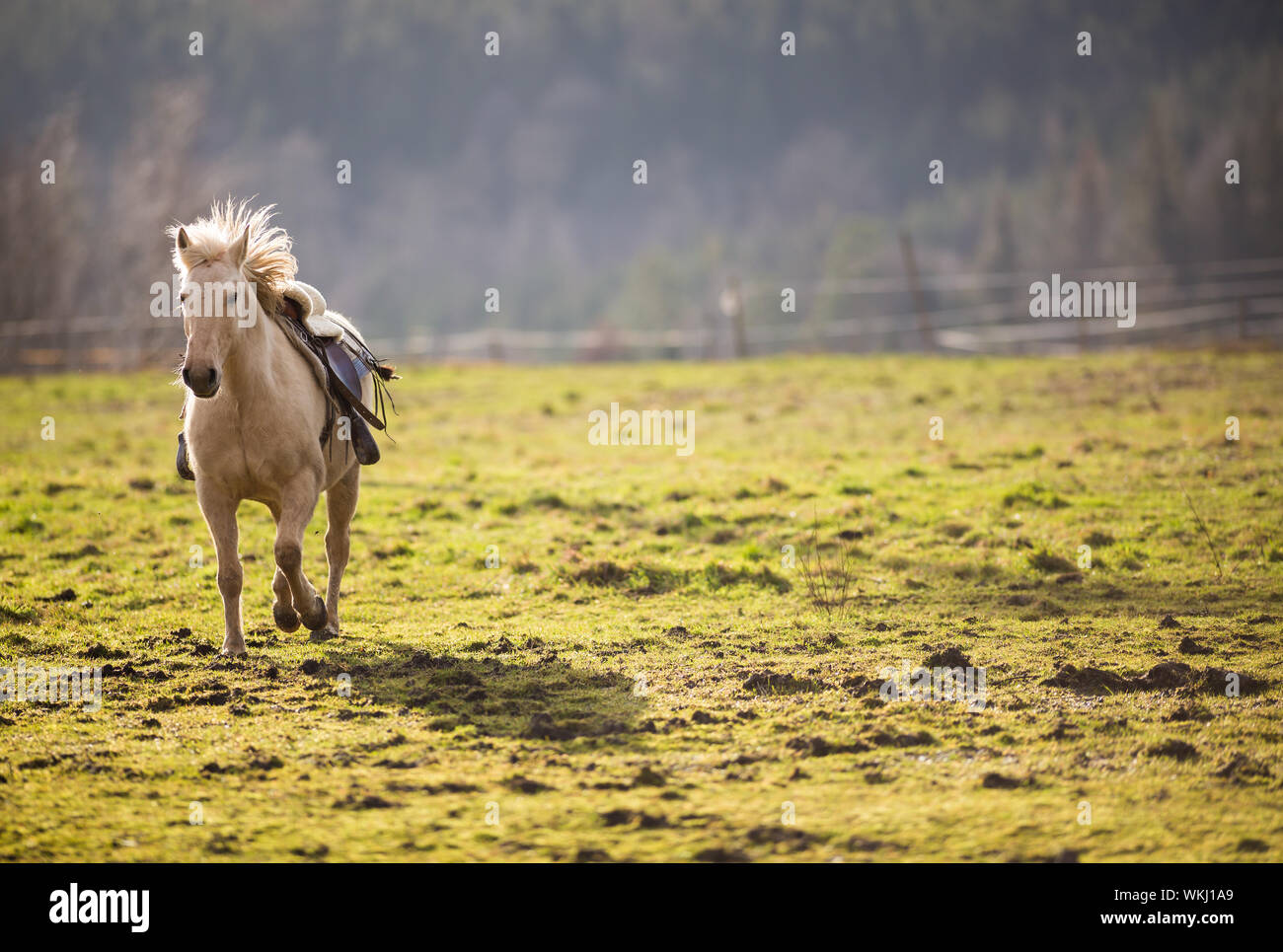 Beautiful, saddled horse galloping towards you Stock Photo - Alamy
