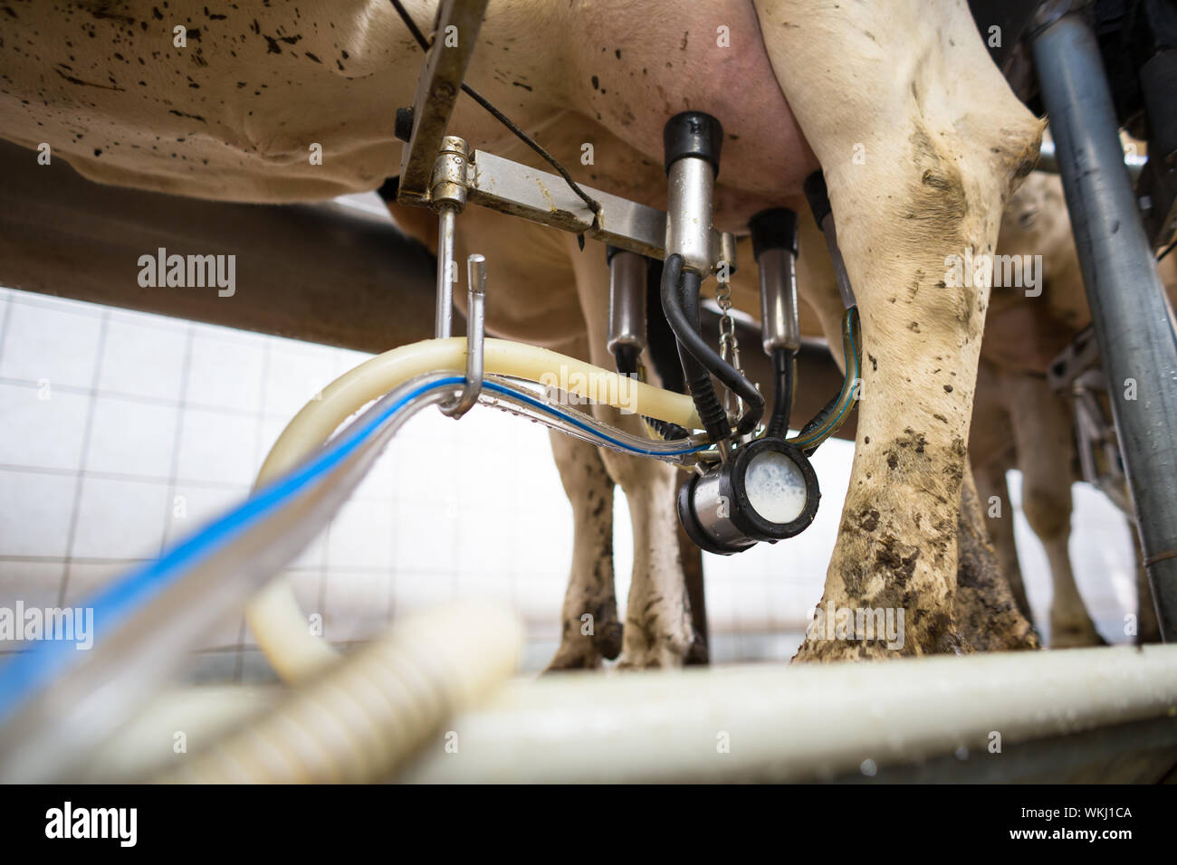 Breed of milkers hi-res stock photography and images - Alamy