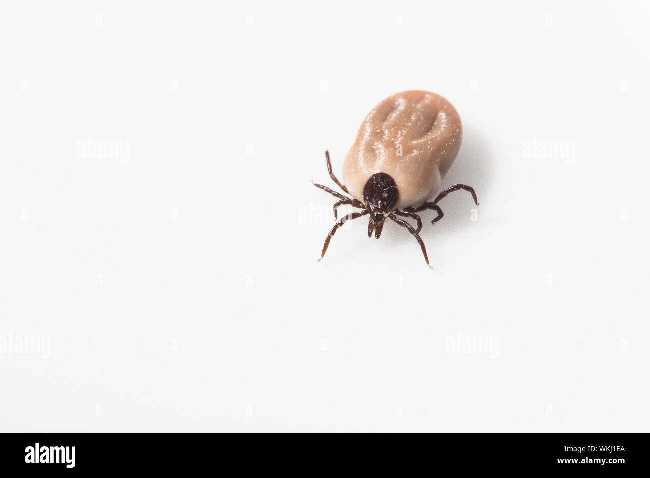 Tick - parasitic arachnid blood-sucking carrier of various diseases ...