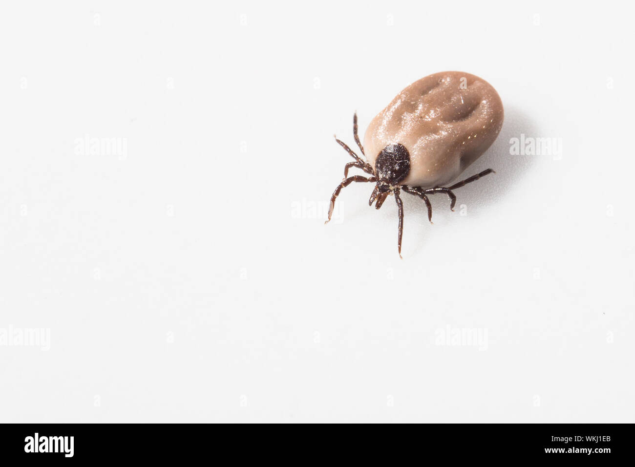 Tick - parasitic arachnid blood-sucking carrier of various diseases ...