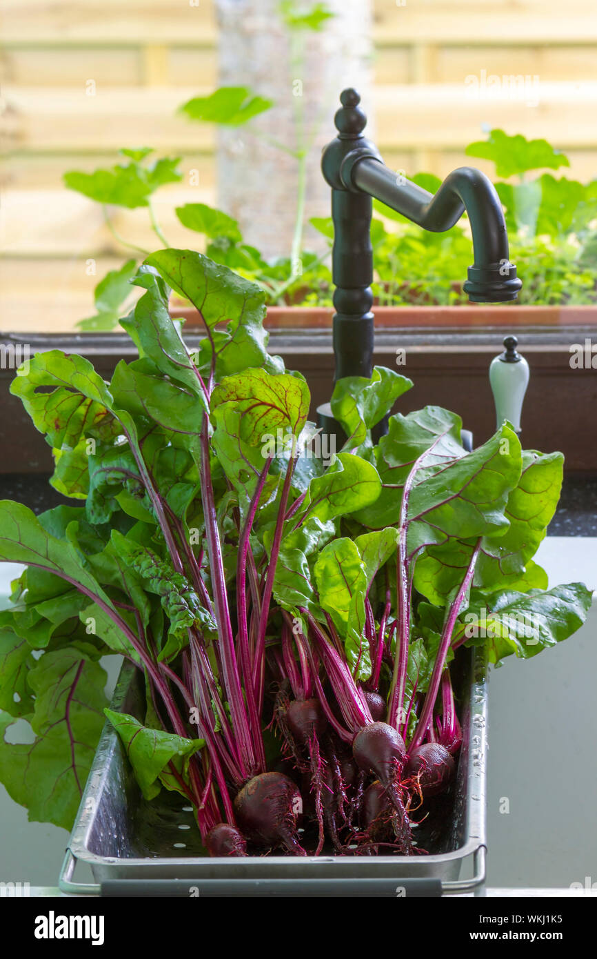 red beets in the kitchen sink Stock Photo - Alamy