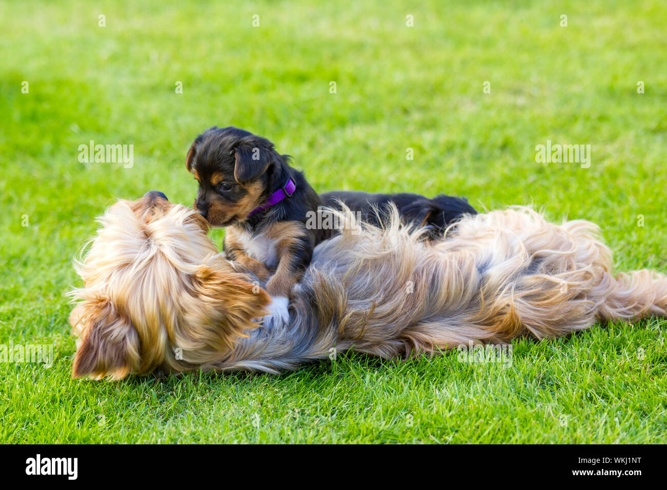Mother and its lovely child. The yorkshire terriers Stock Photo - Alamy