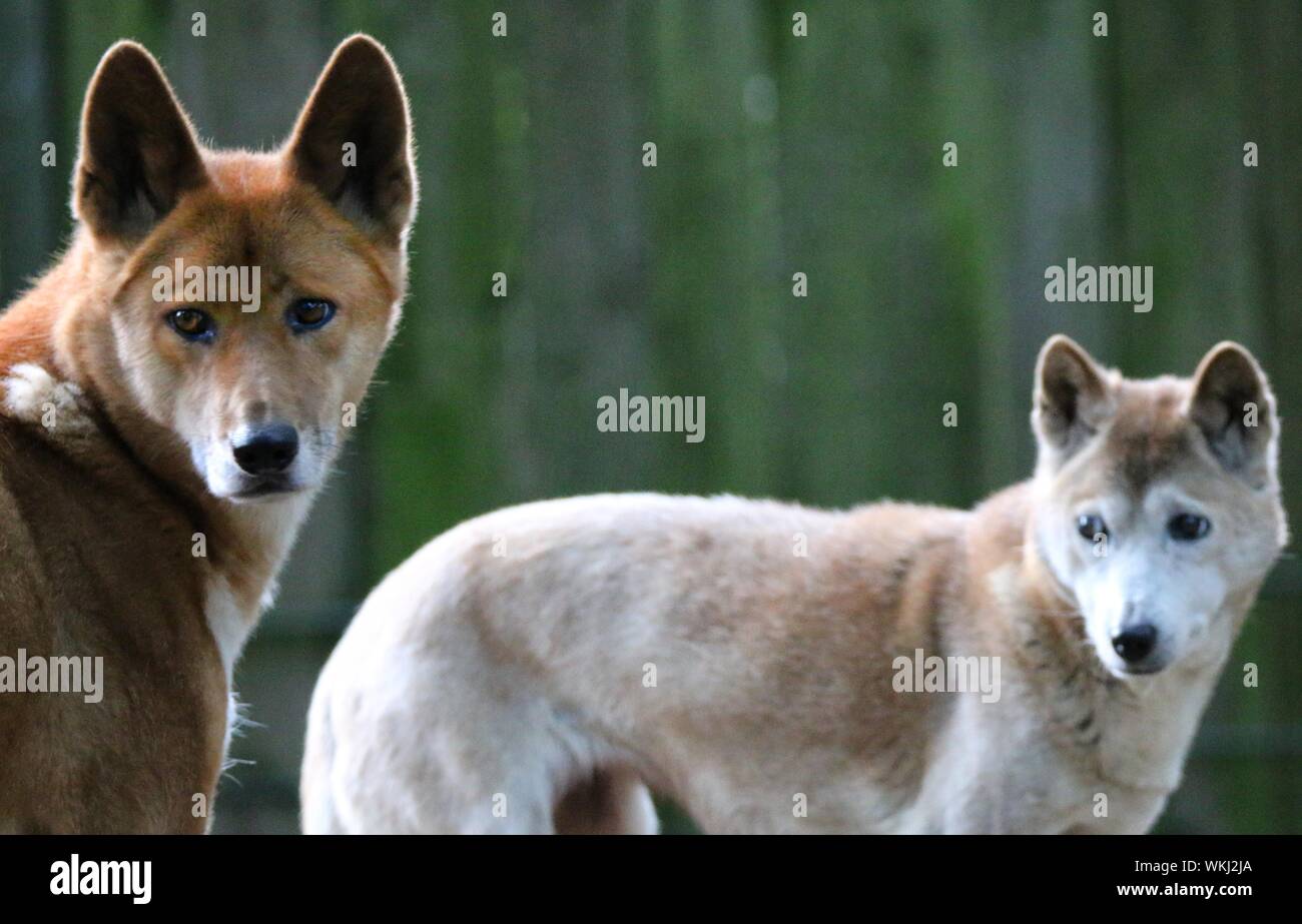 Papua new guinea animals hi-res stock photography and images - Alamy