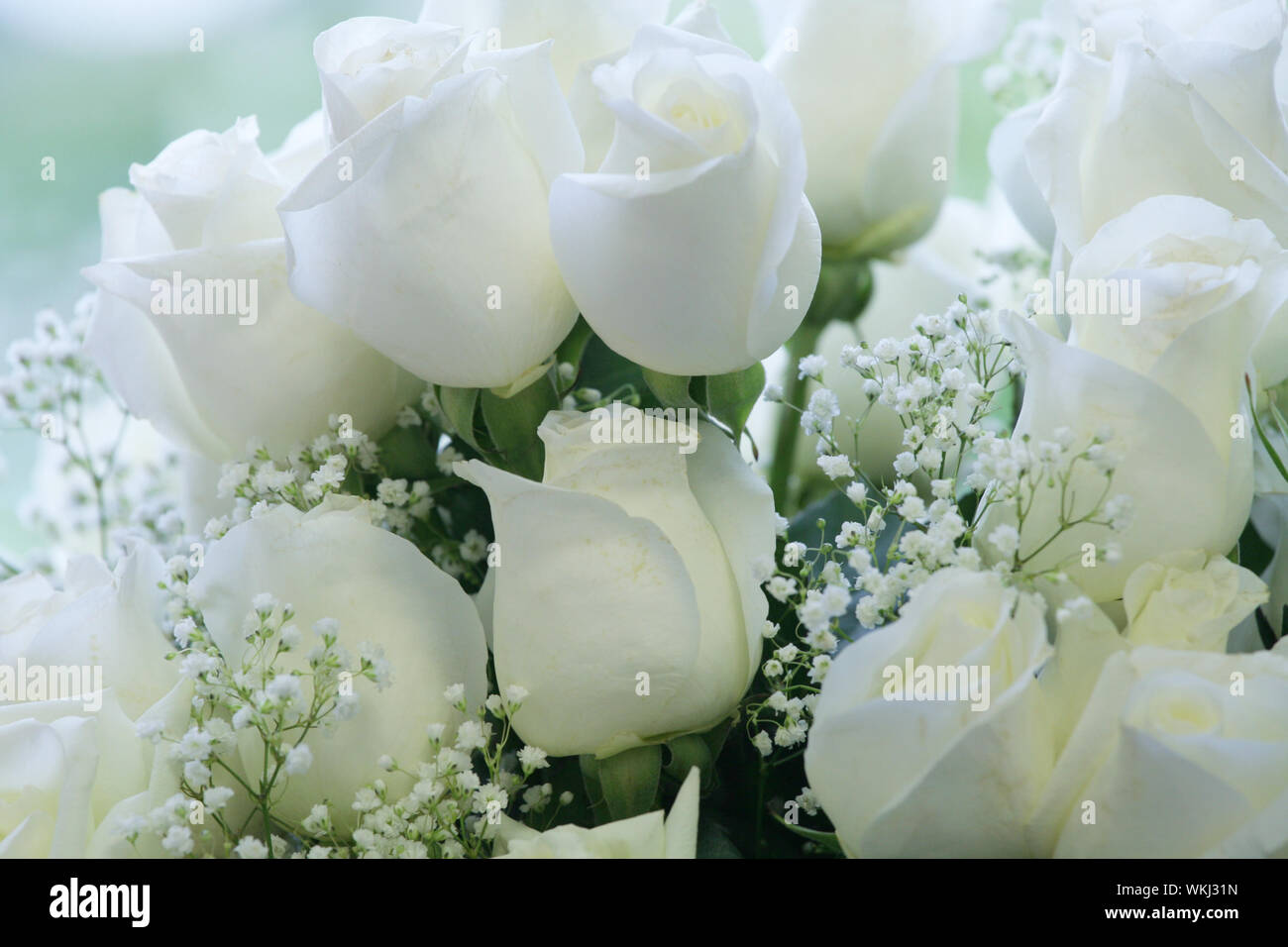 Elegant white roses Stock Photo - Alamy