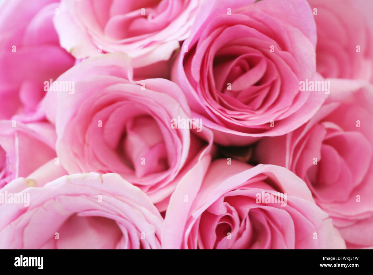 Elegant soft pink roses Stock Photo - Alamy