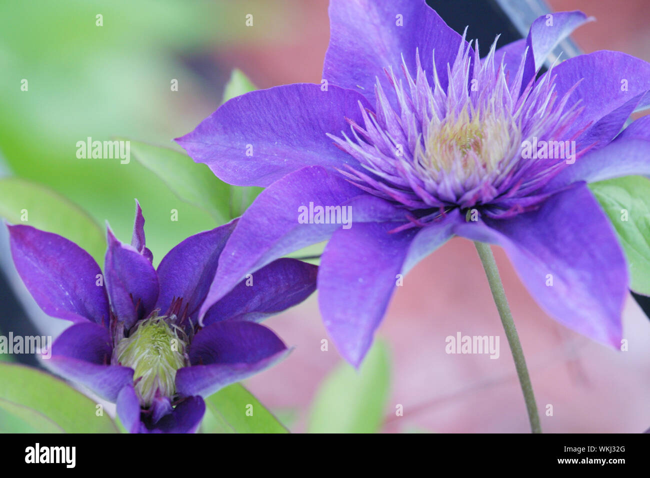 Deep purple and blue clematis blooms Stock Photo - Alamy