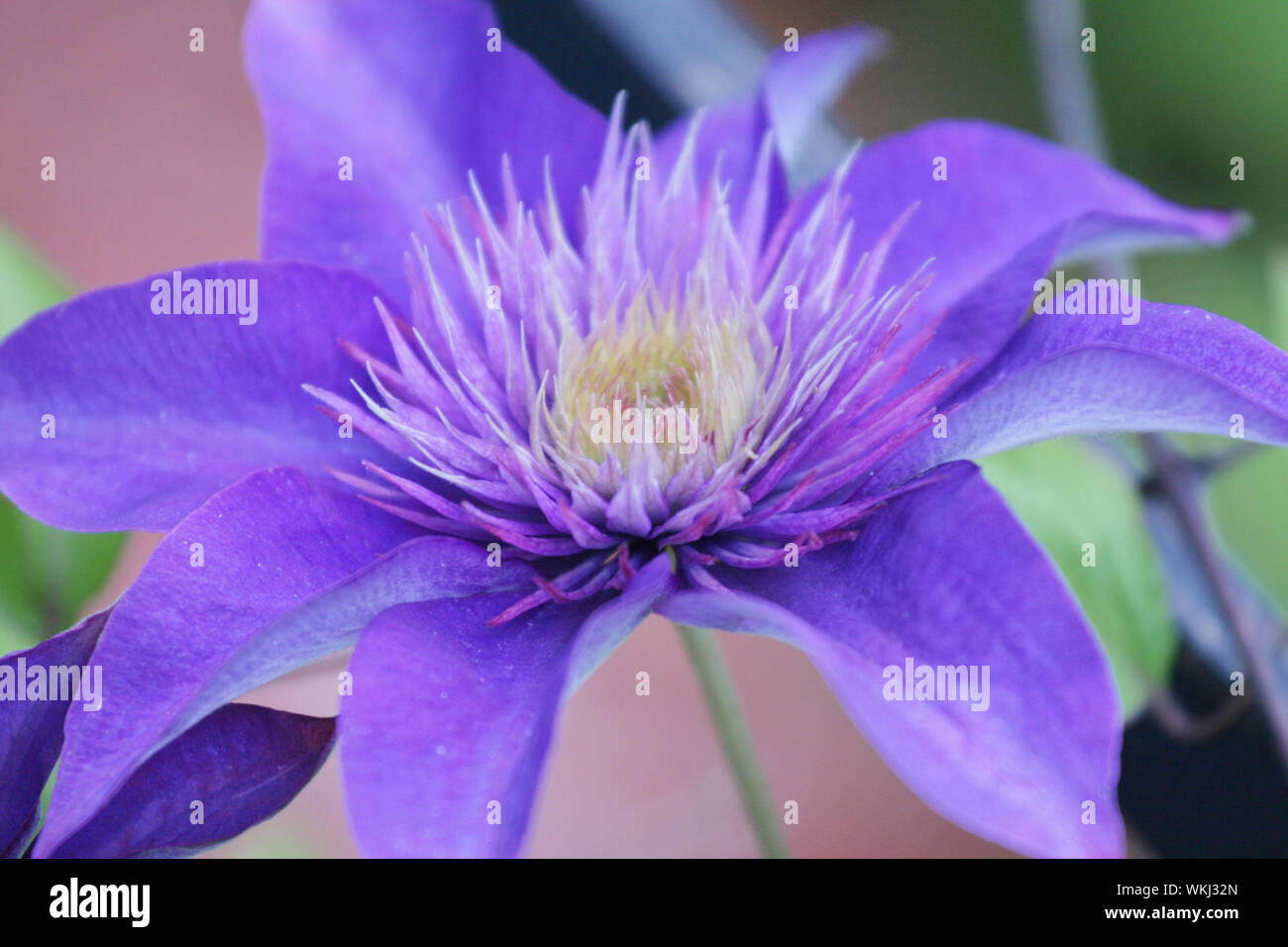 Large clematis bloom Stock Photo - Alamy