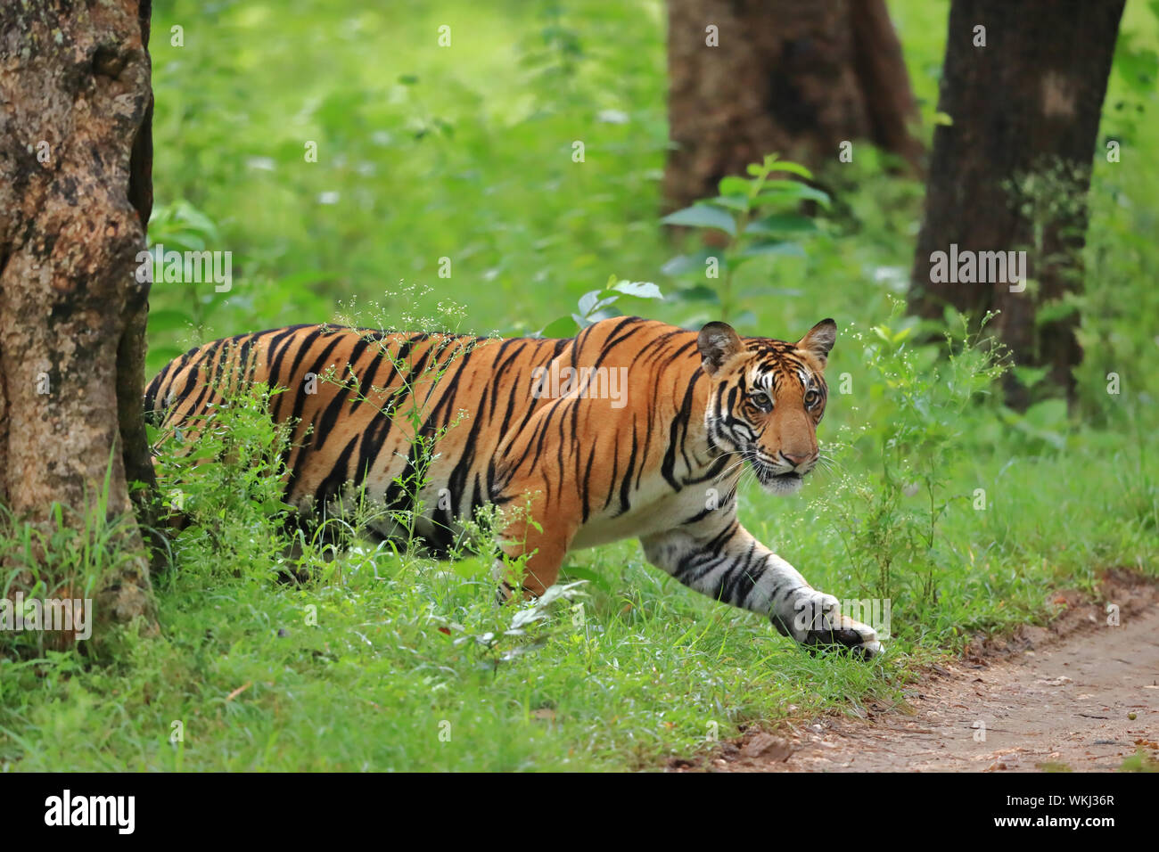 Bengal Tiger In Deep The Best Places To See Tigers In India | Royal