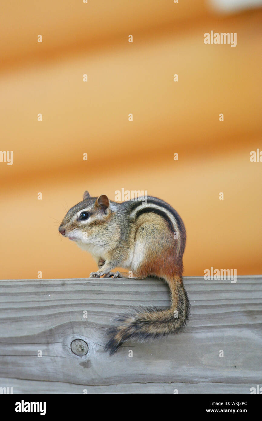 Adorable chipmunk on log Stock Photo - Alamy