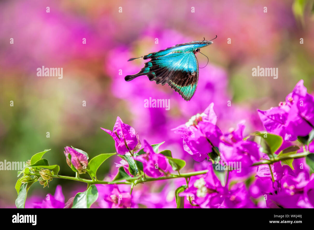 Blue Swallowtail Butterfly flying between pink flowers Stock Photo - Alamy