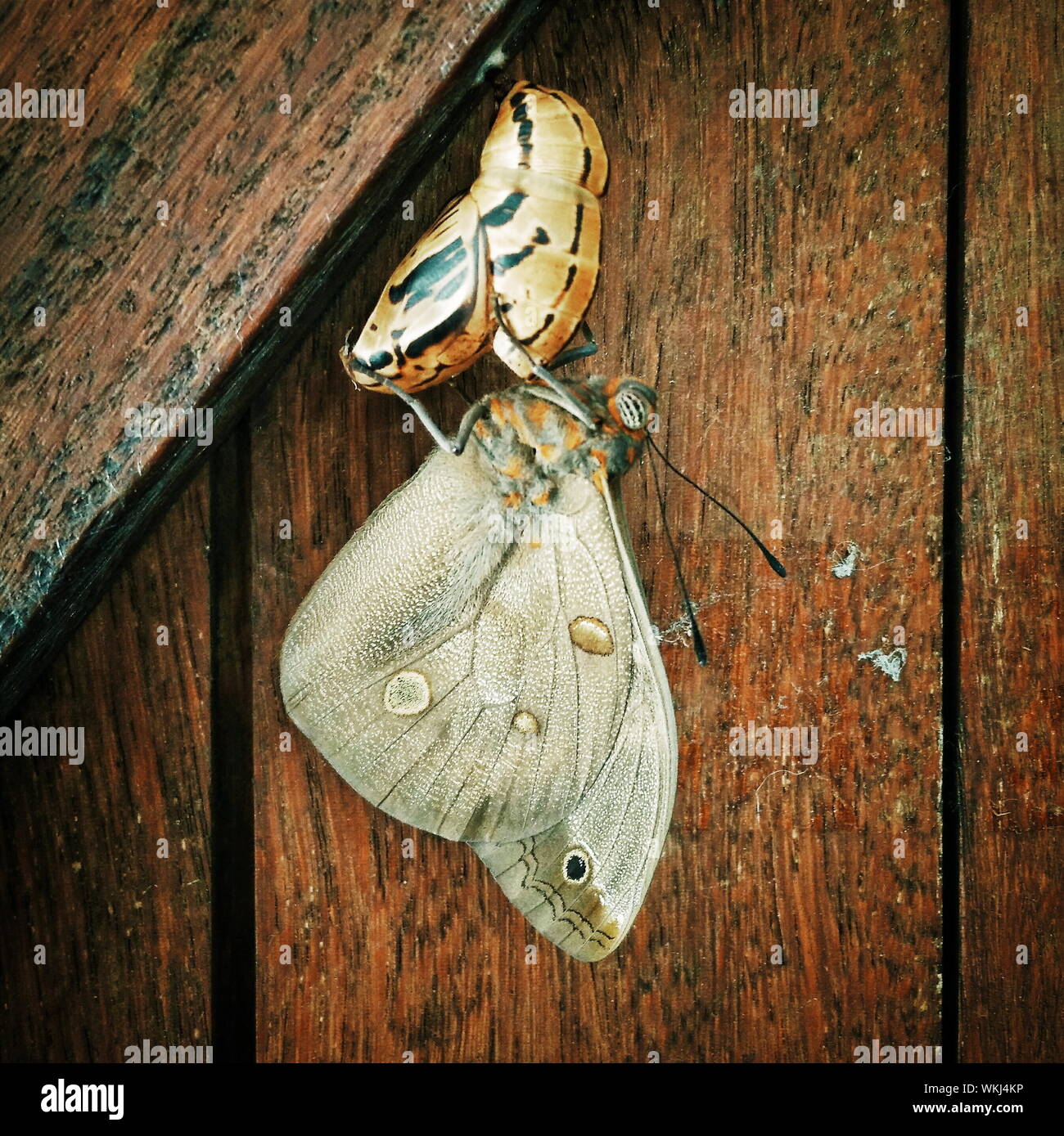 Cocoon butterfly hi-res stock photography and images - Alamy