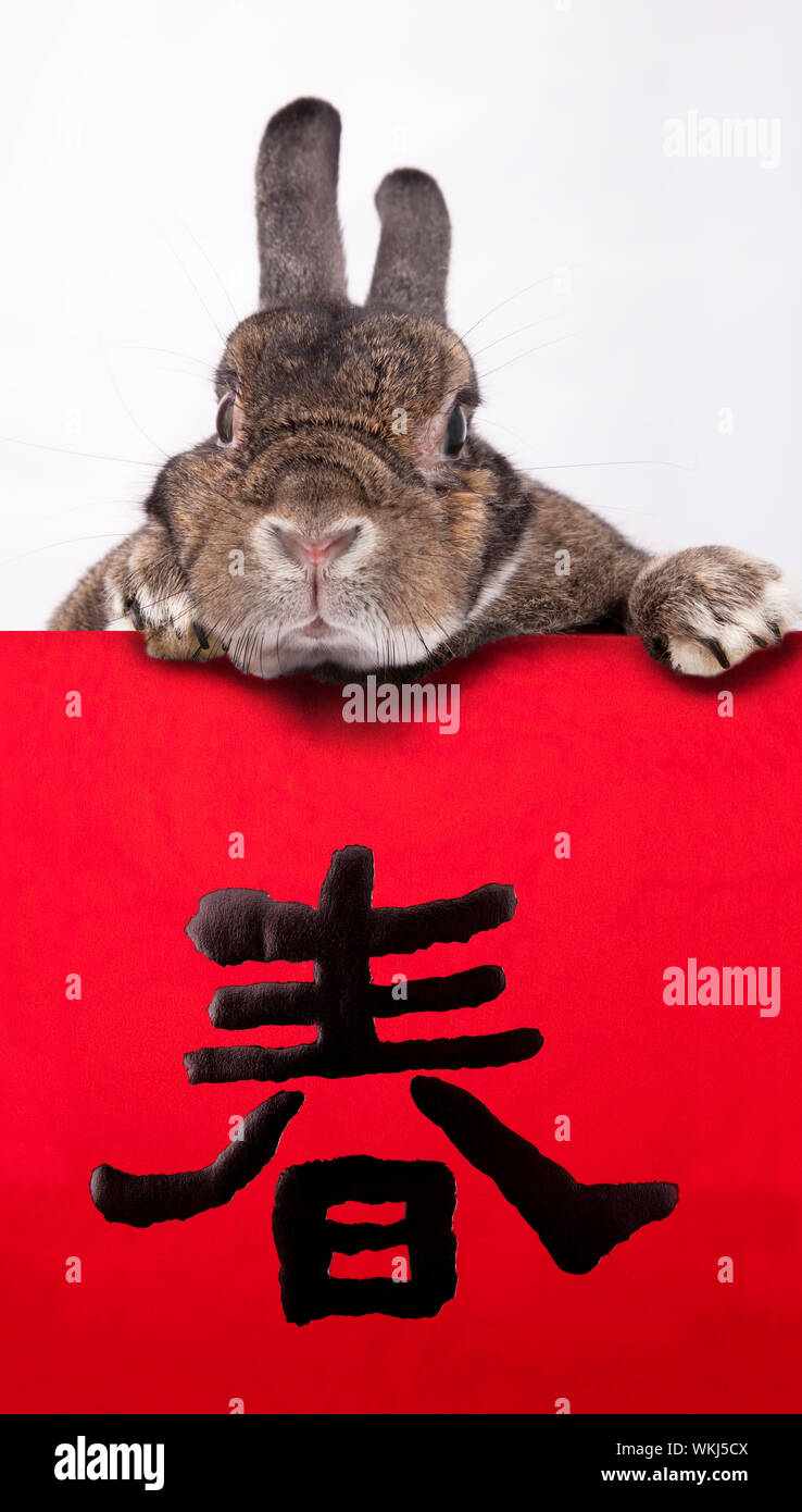 Rabbit celebrating 2011 chinese new year with chinese couplets Stock ...