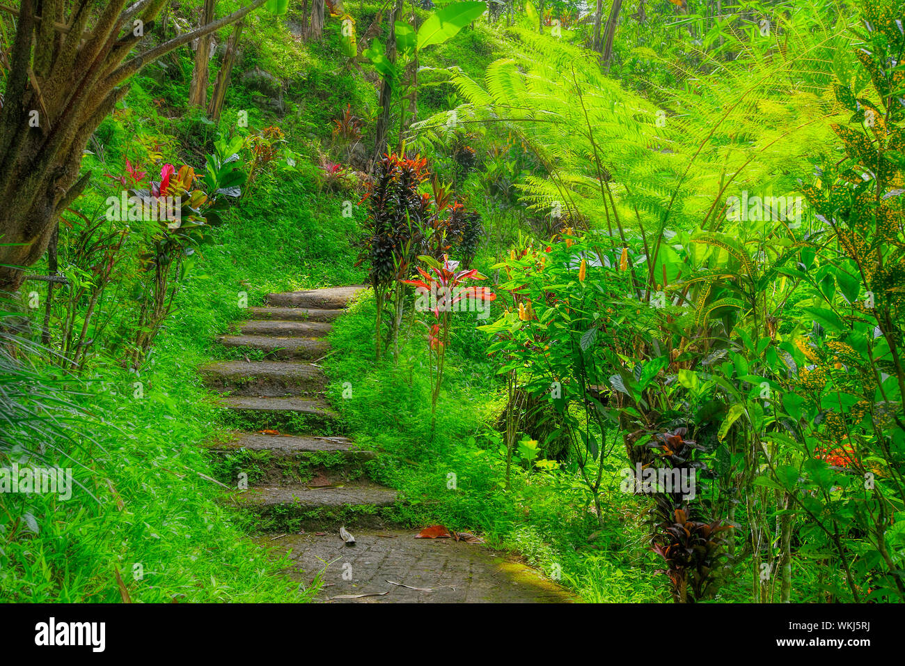Green tropical jungle pathway on Bali, Indonesia Stock Photo - Alamy