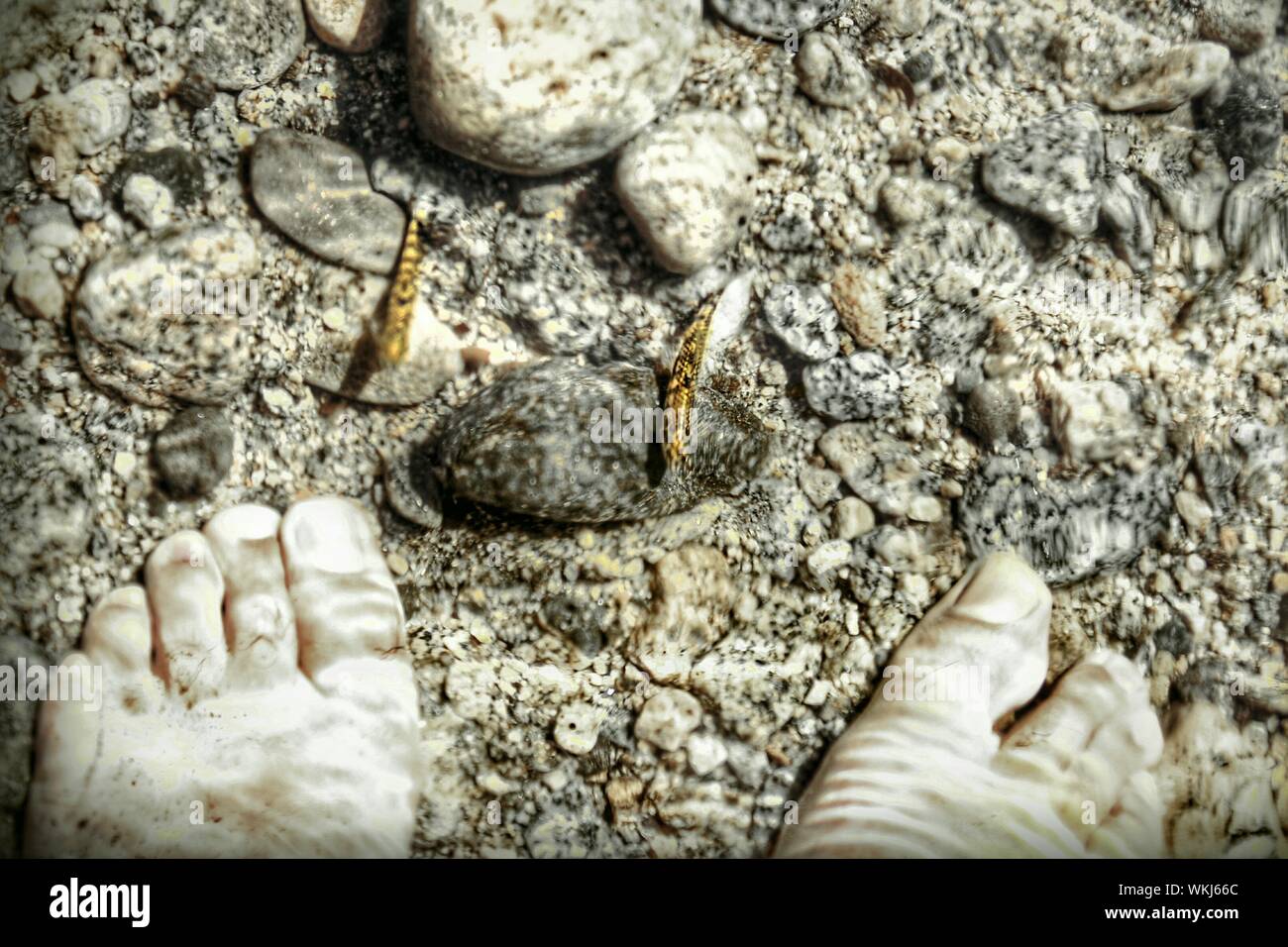 Fish With Feet High Resolution Stock Photography and Images - Alamy