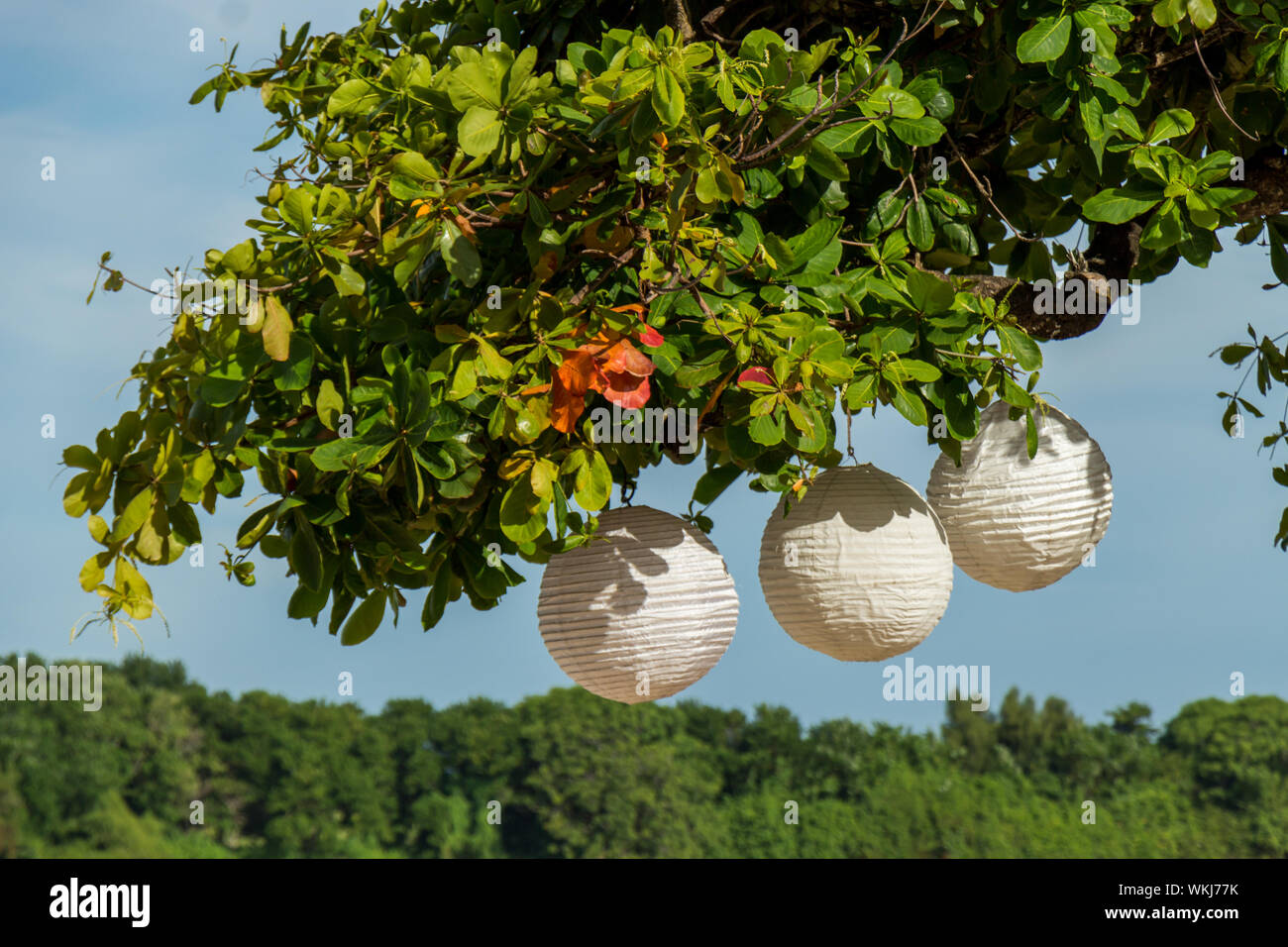 Three paper lanterns hanging form a lush green leafy tree overlooking a ...