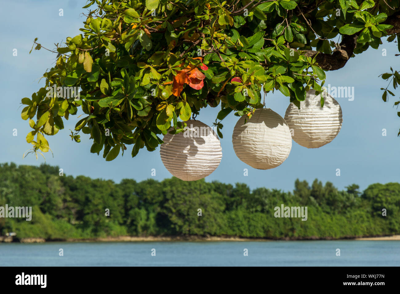 Three paper lanterns hanging form a lush green leafy tree overlooking a ...