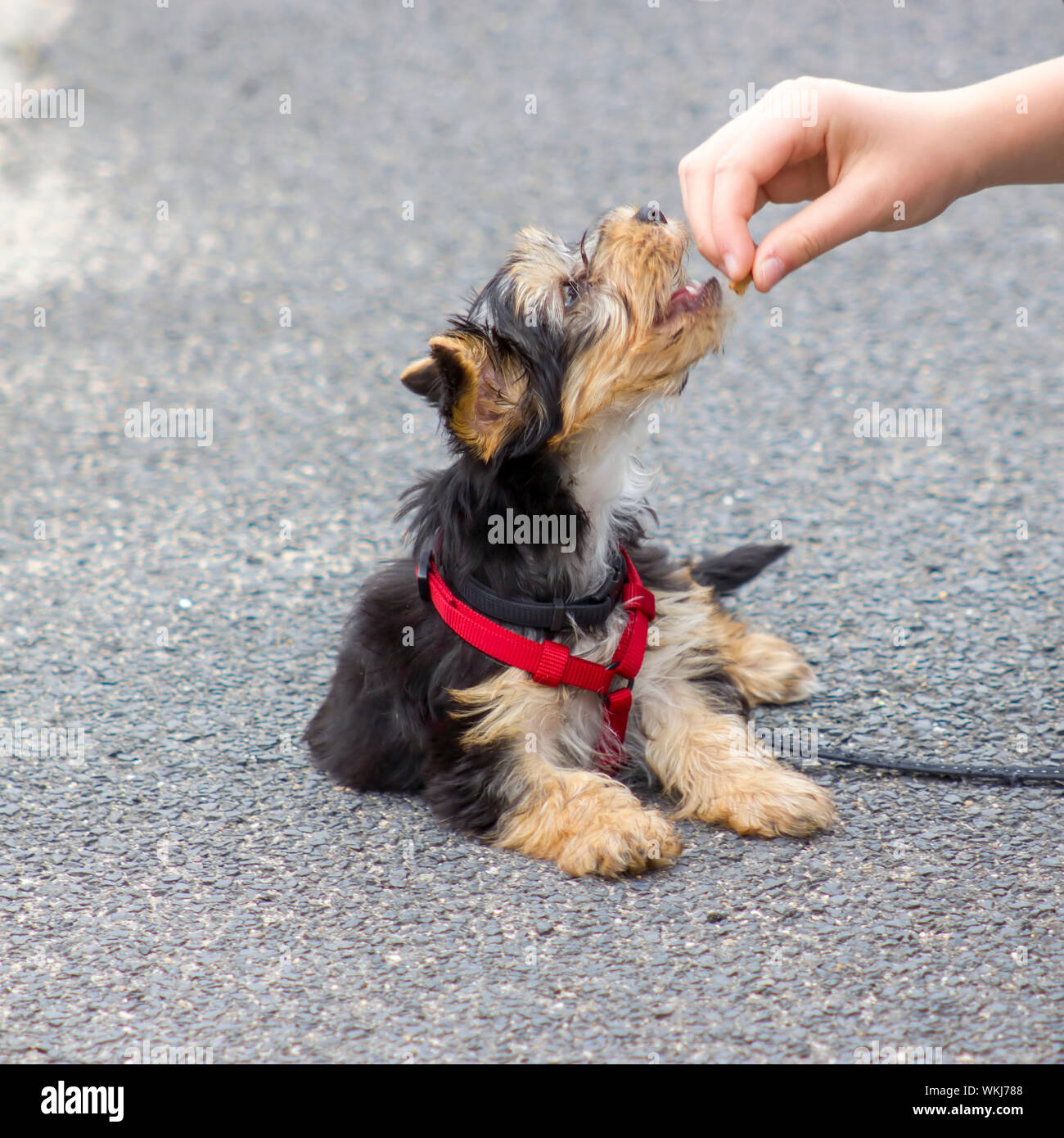 feed the dog Stock Photo - Alamy