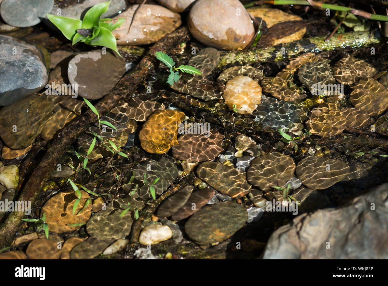Pebbles in stream hi-res stock photography and images - Alamy