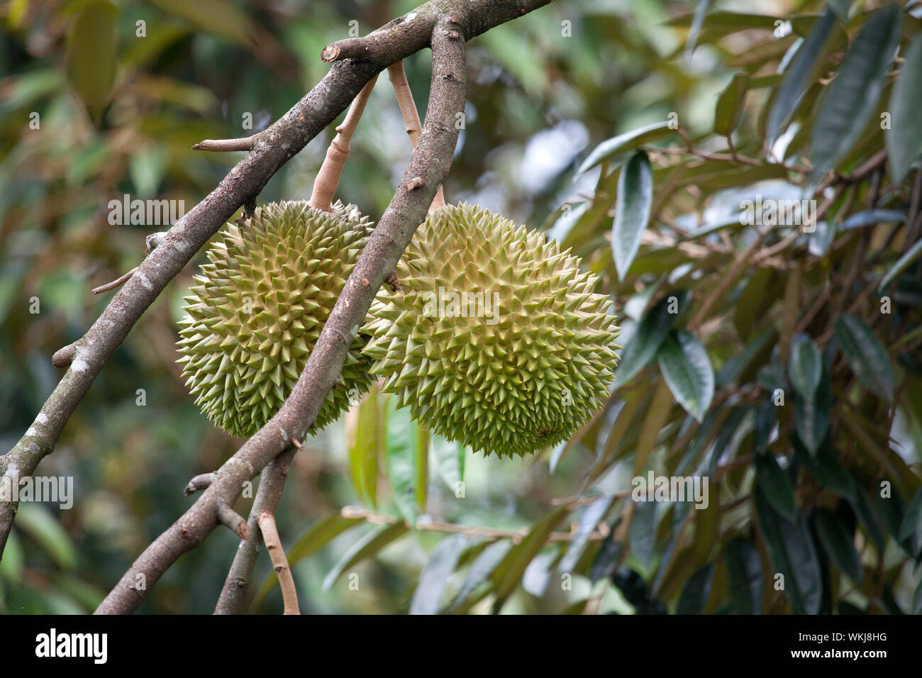 Durian Tree High Resolution Stock Photography and Images - Alamy