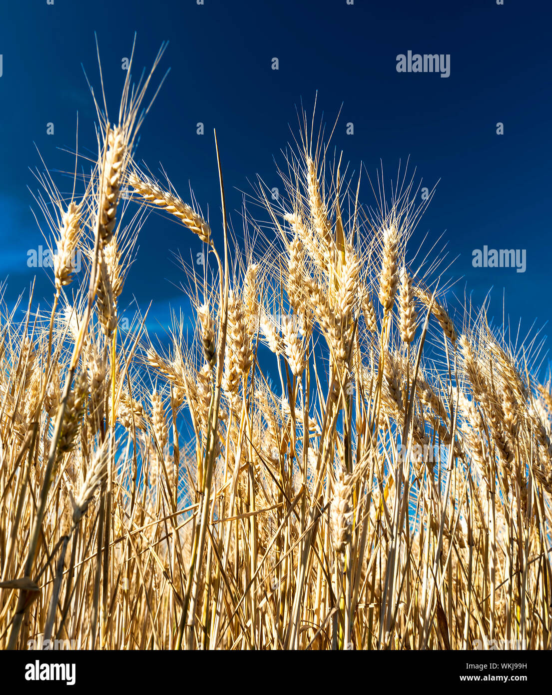 backdrop of ripening ears of yellow wheat field on the sunset cloudy ...