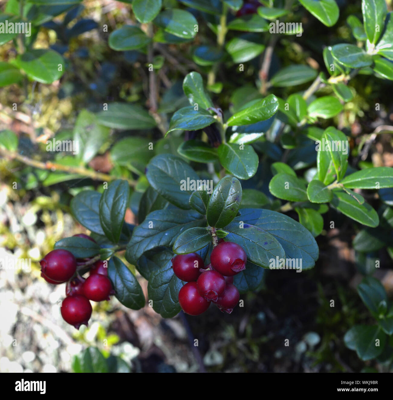 Ripe red cowberry close up. Ripe cowberry growing in forest on a moss ...