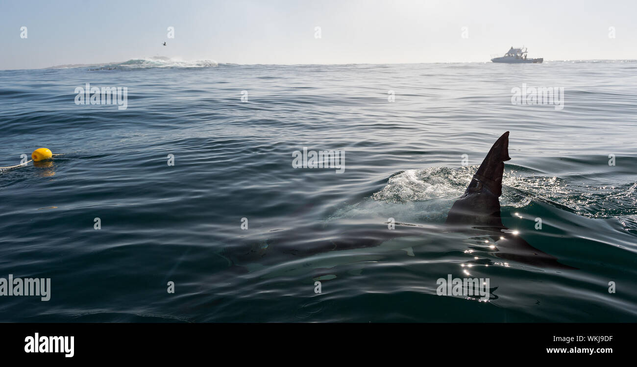 Fin of a Great White Shark in water. Shark Fin above water near the ...