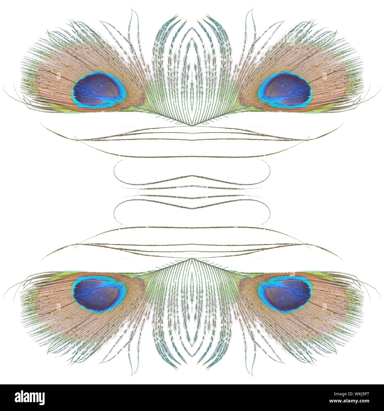 Beautiful green Peacock feathers pattern abstract, isolated on a white ...