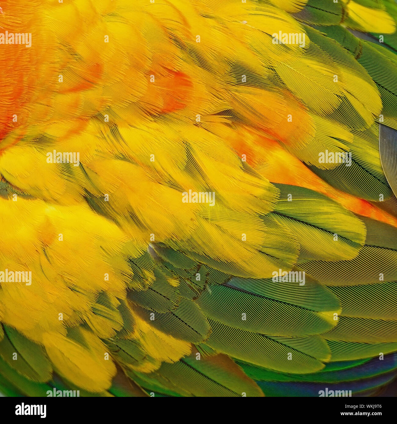 Colorful yellow and orange bird feathers, Sun Conure feathers texture ...