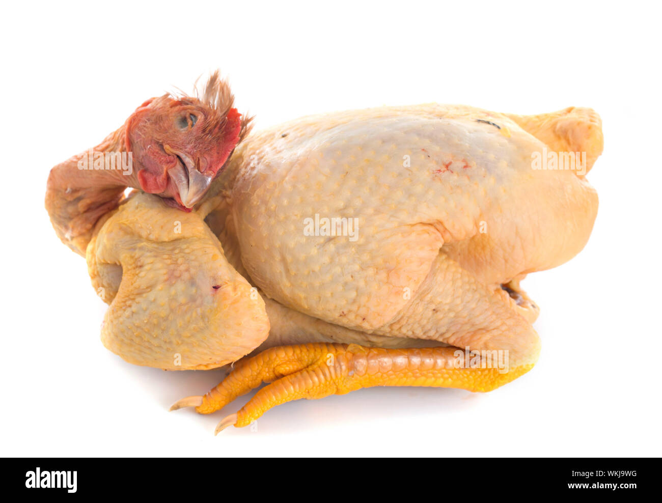 fattened hen in front of white background Stock Photo - Alamy