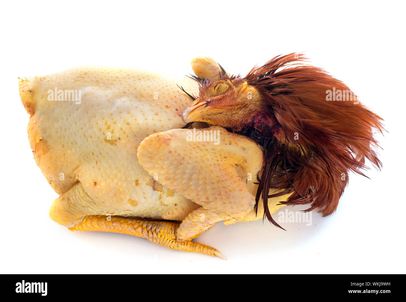 raw capon in front of white background Stock Photo - Alamy