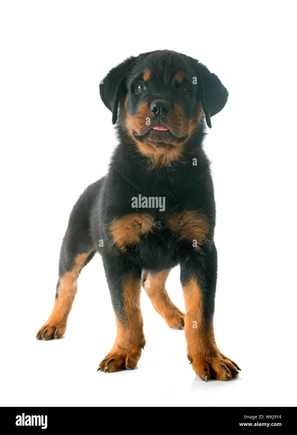 puppy rottweiler in front of white background Stock Photo - Alamy
