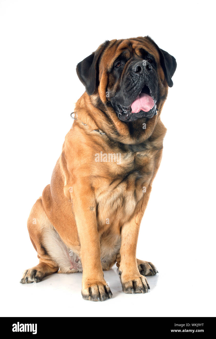 Female bullmastiff hi-res stock photography and images - Alamy