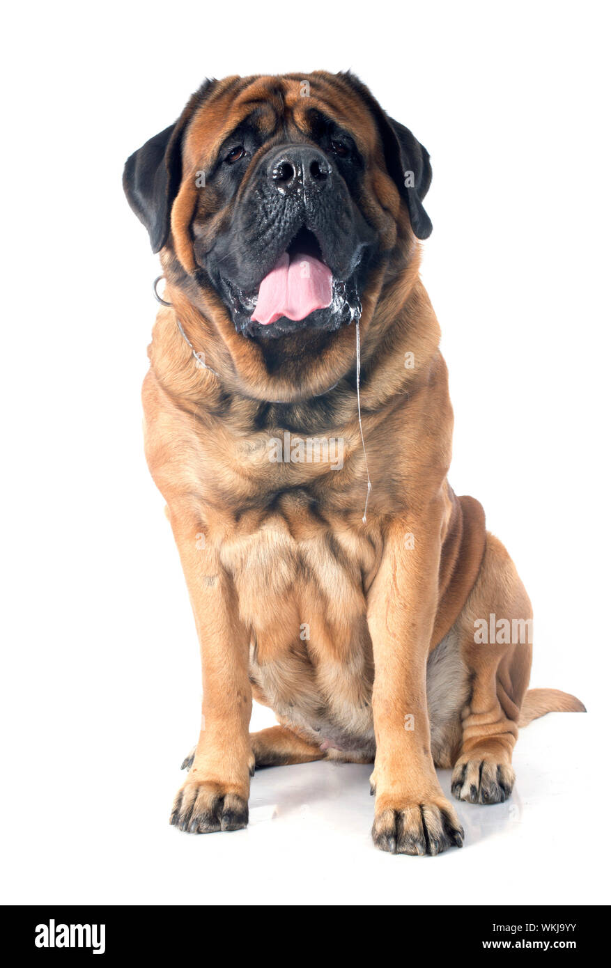 female mastiff in front of white background Stock Photo - Alamy
