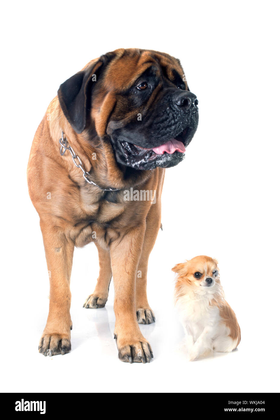 Female bullmastiff hi-res stock photography and images - Alamy