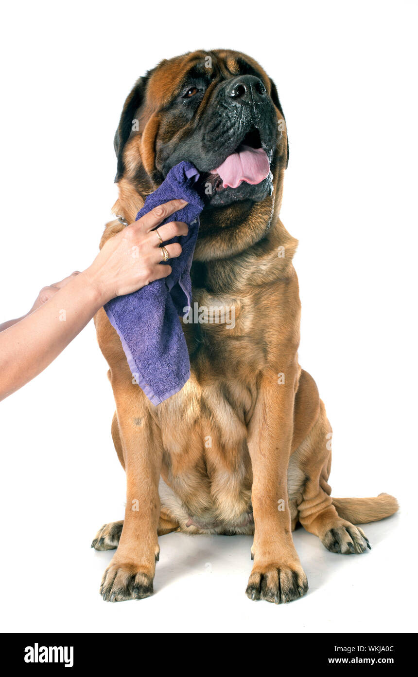 female mastiff in front of white background Stock Photo - Alamy