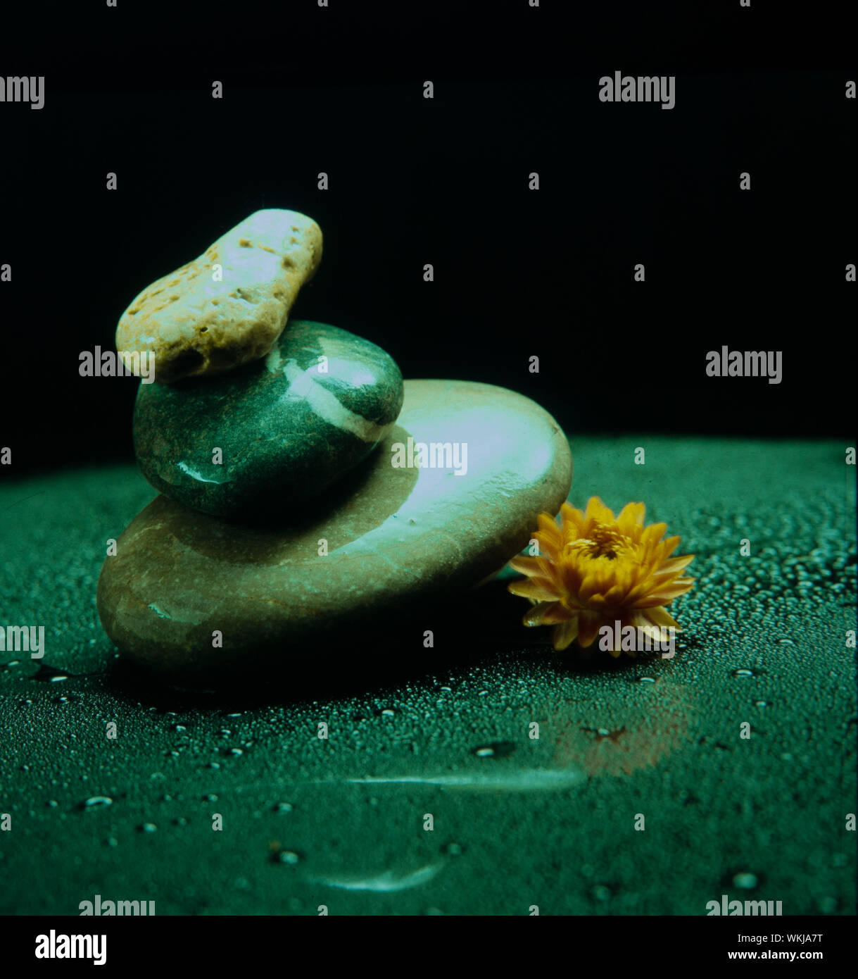 Pebbles flower hi-res stock photography and images - Alamy