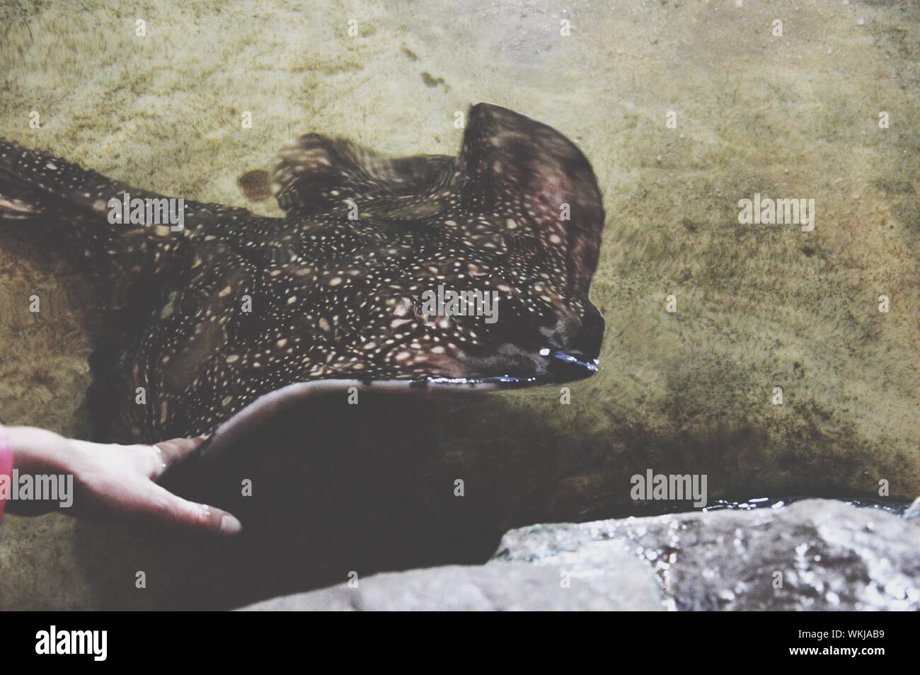 Human fish hi-res stock photography and images - Alamy