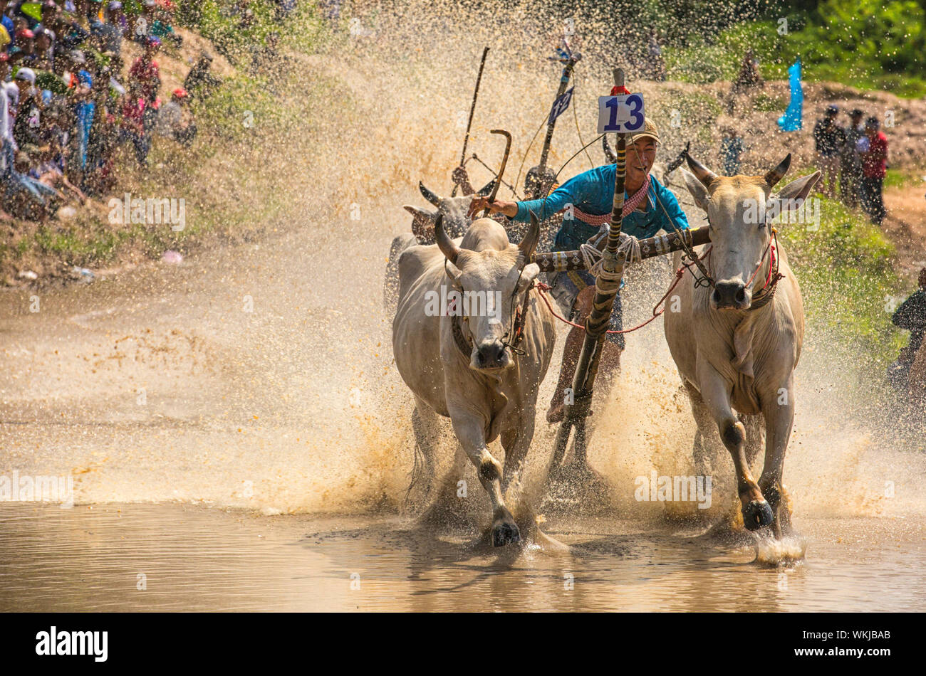 Man with two bulls hi-res stock photography and images - Alamy