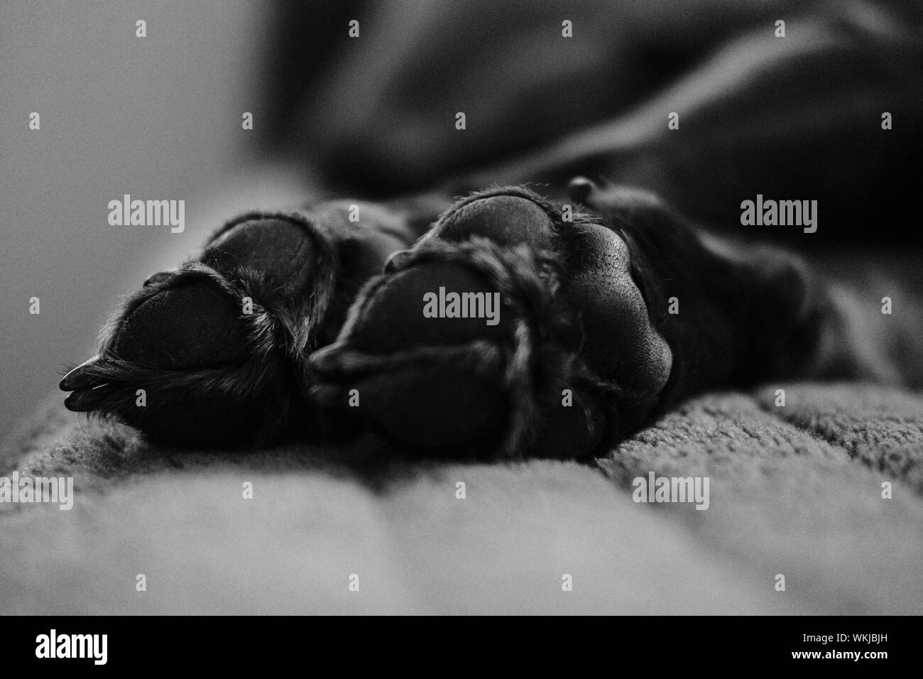 Dog Paws Up High Resolution Stock Photography and Images - Alamy