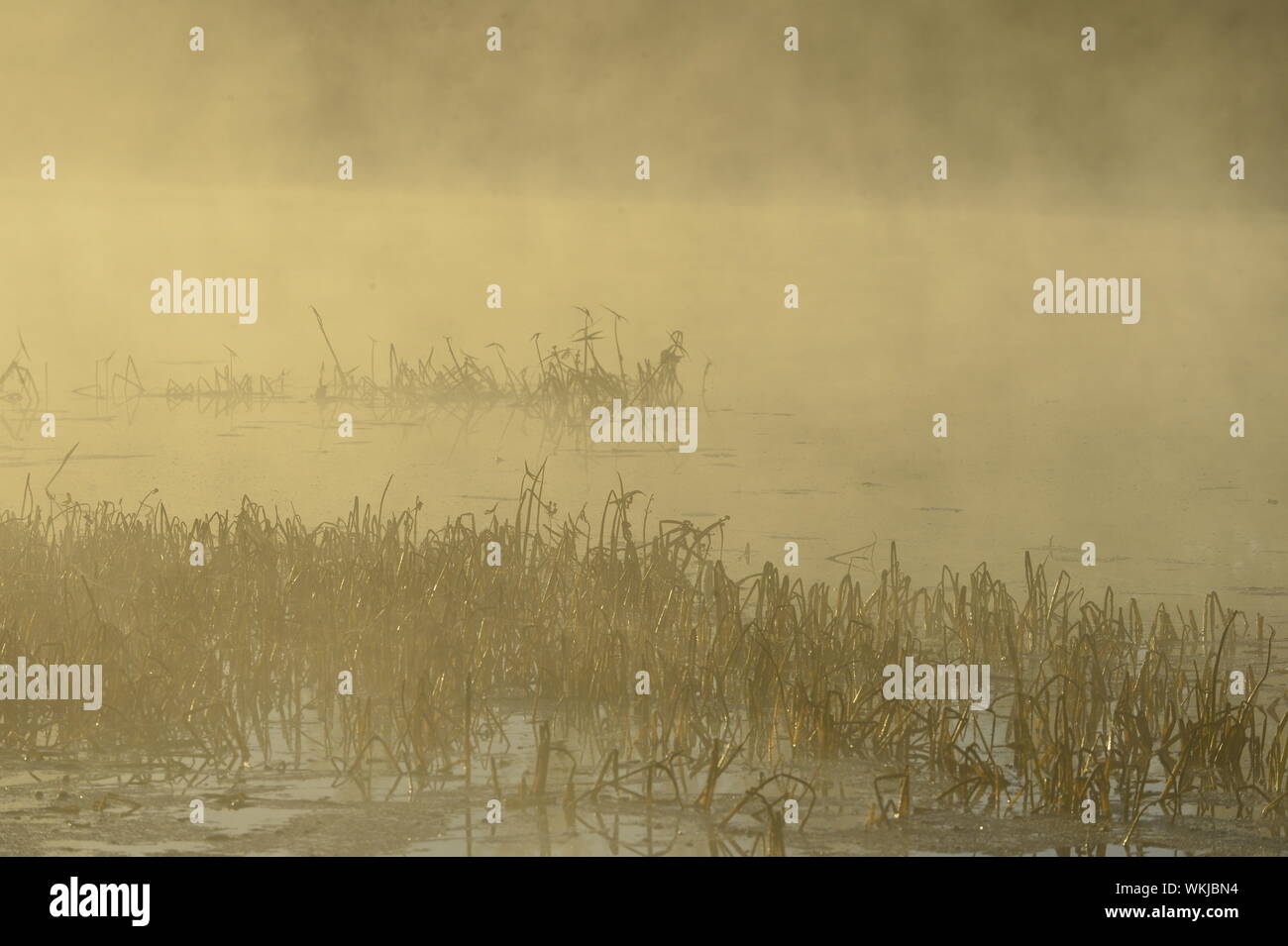 Nature foggy background with coastal reed and fog on lake water Stock ...