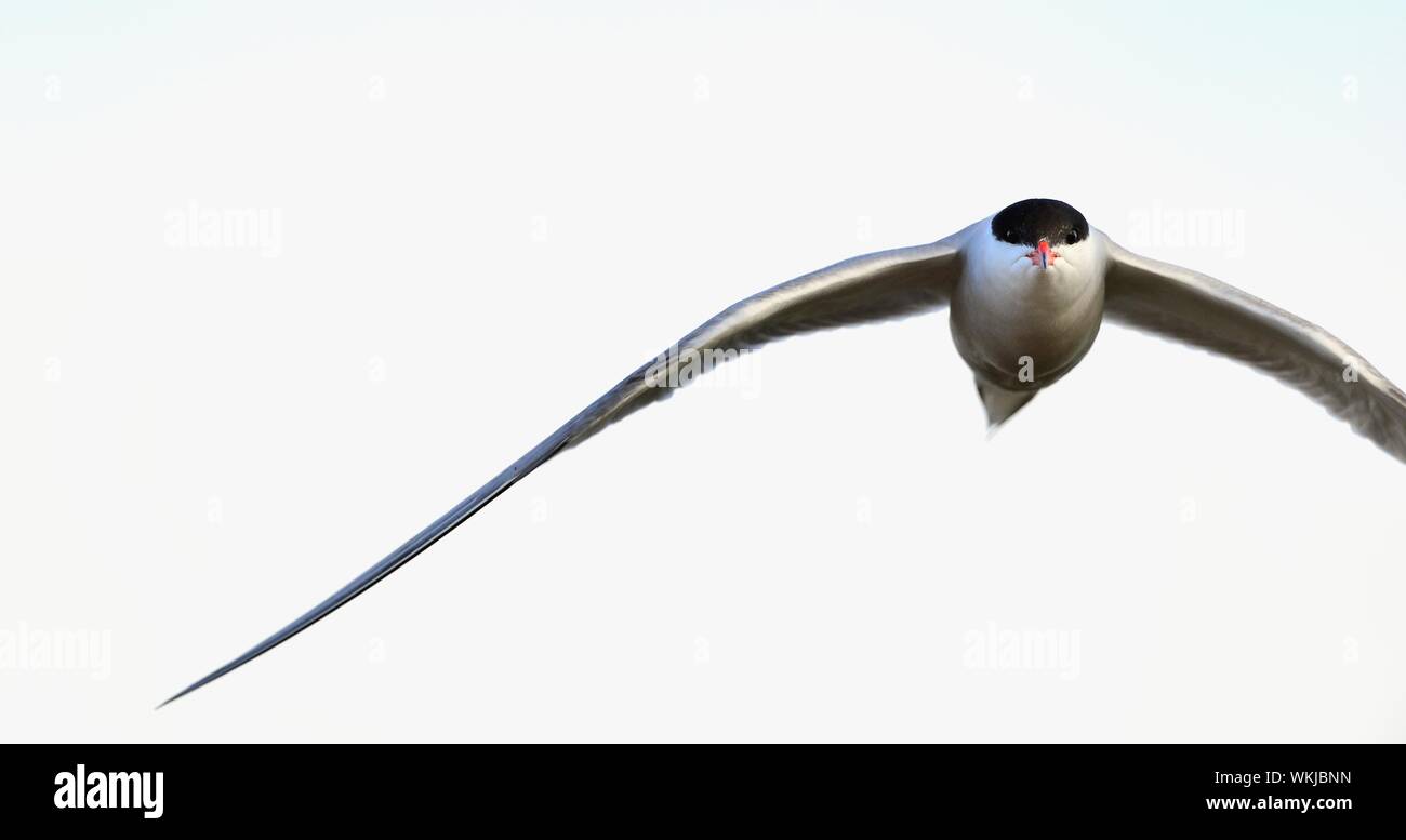 A common tern in flight on a white background. wings spread. frontal ...