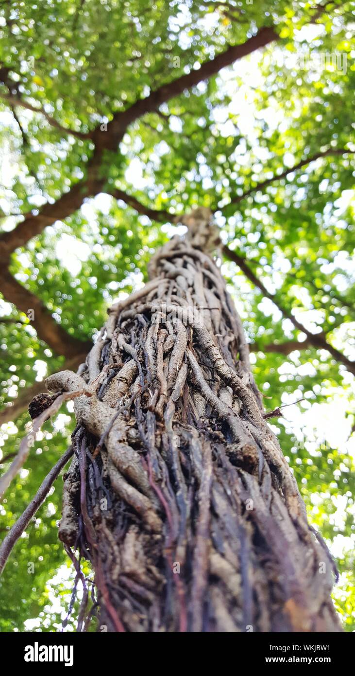 Low hanging branch hi-res stock photography and images - Alamy