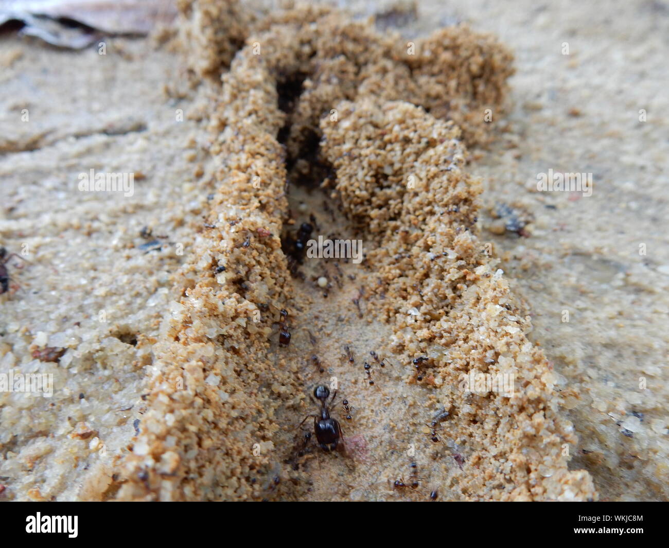 Ants Sand High Resolution Stock Photography and Images - Alamy
