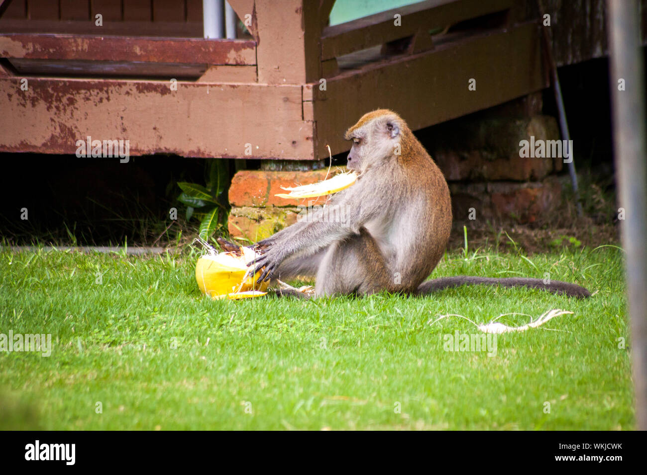 Adult macaque monkey sitting eating fruit on a stone wall with a green ...
